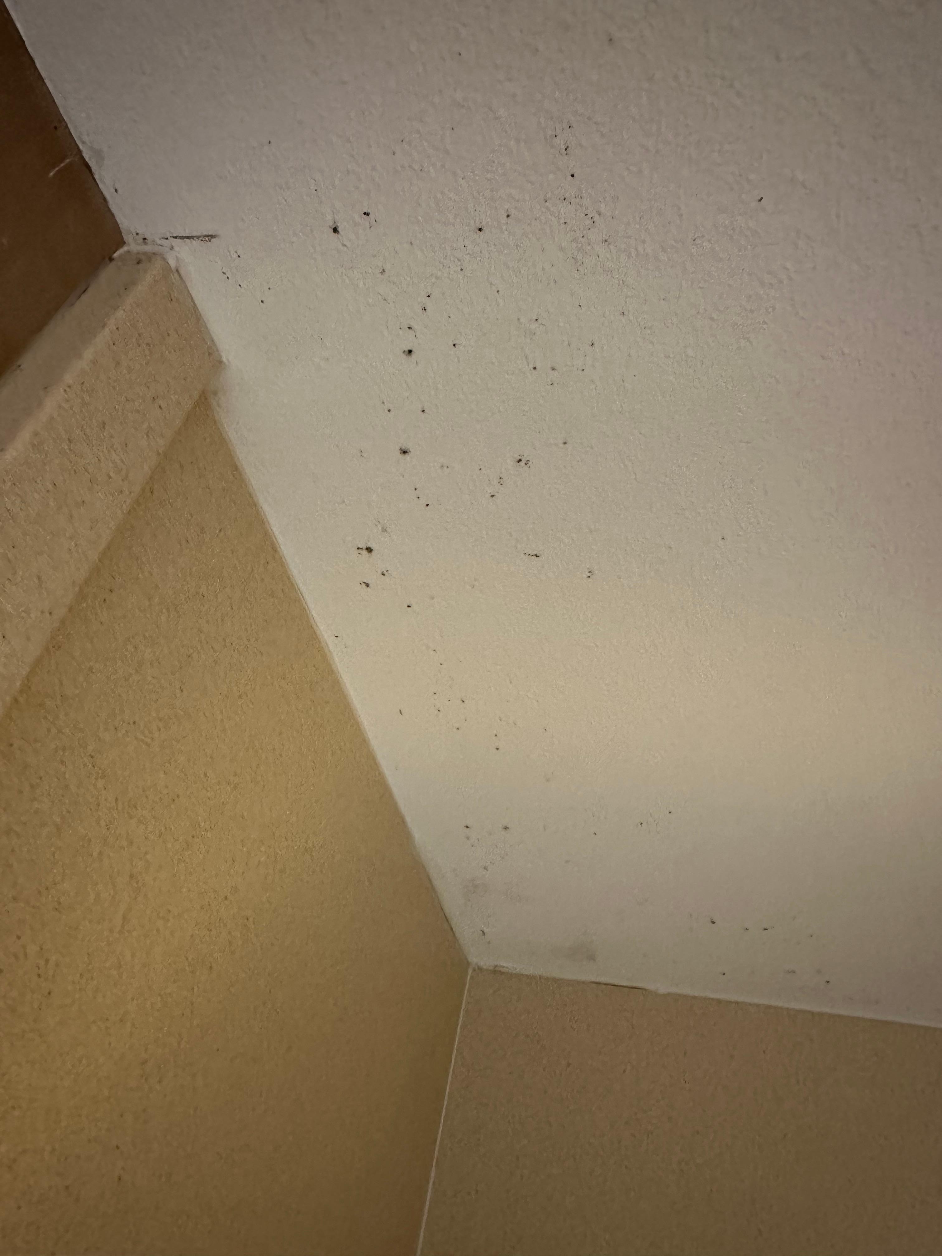 Black Mold