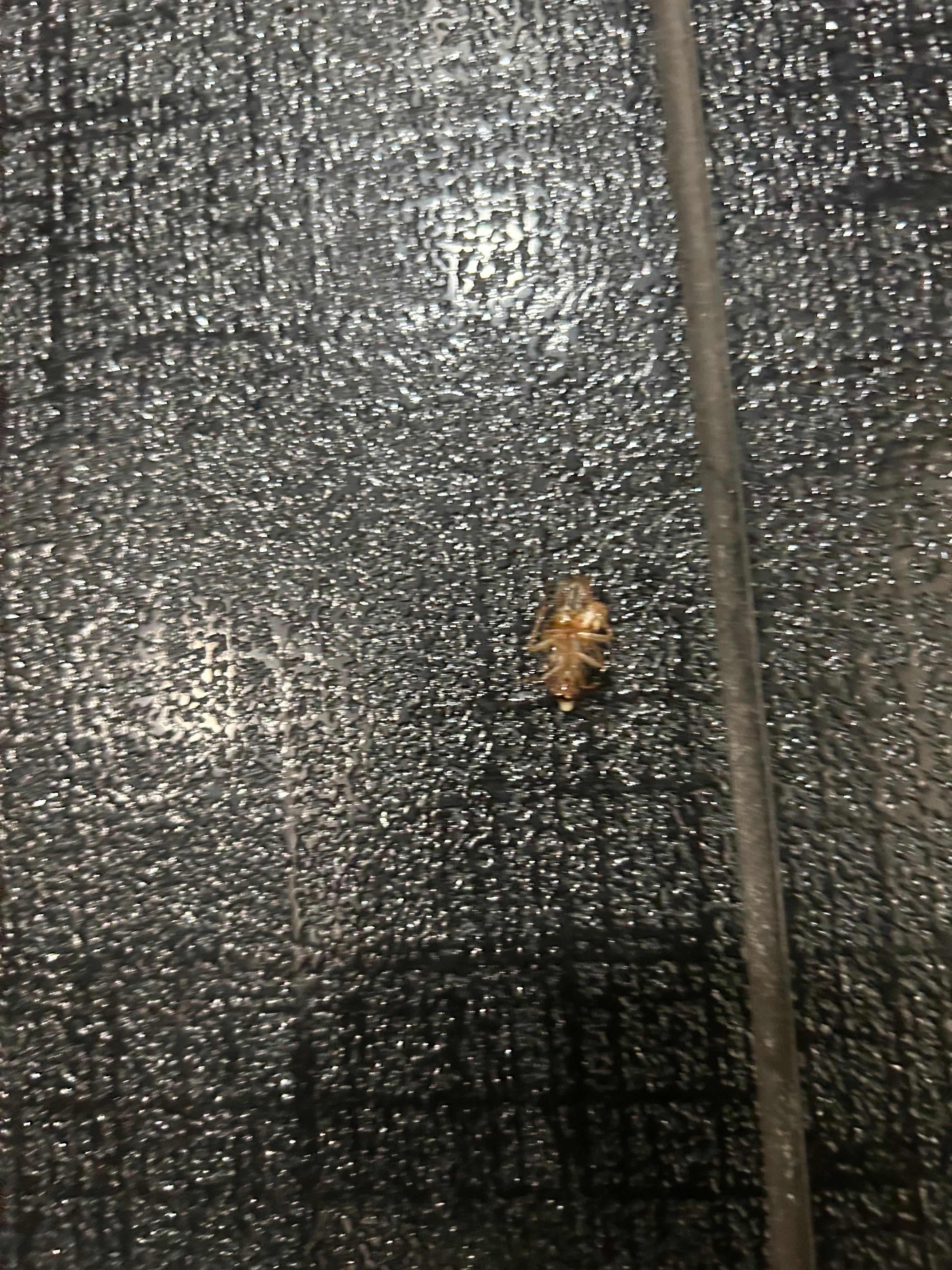 Roach in the bathroom 