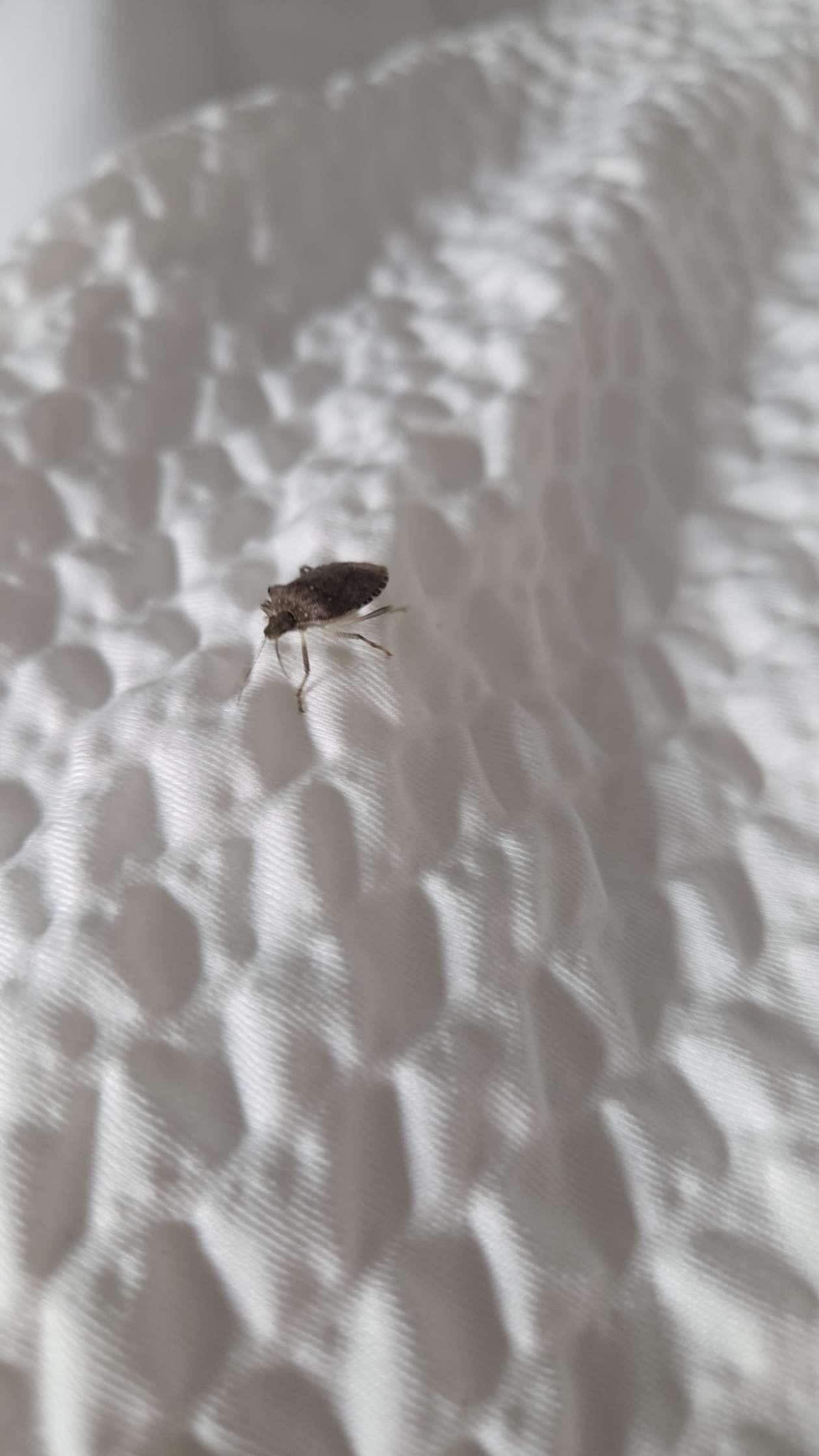 Stink bug in the bed
