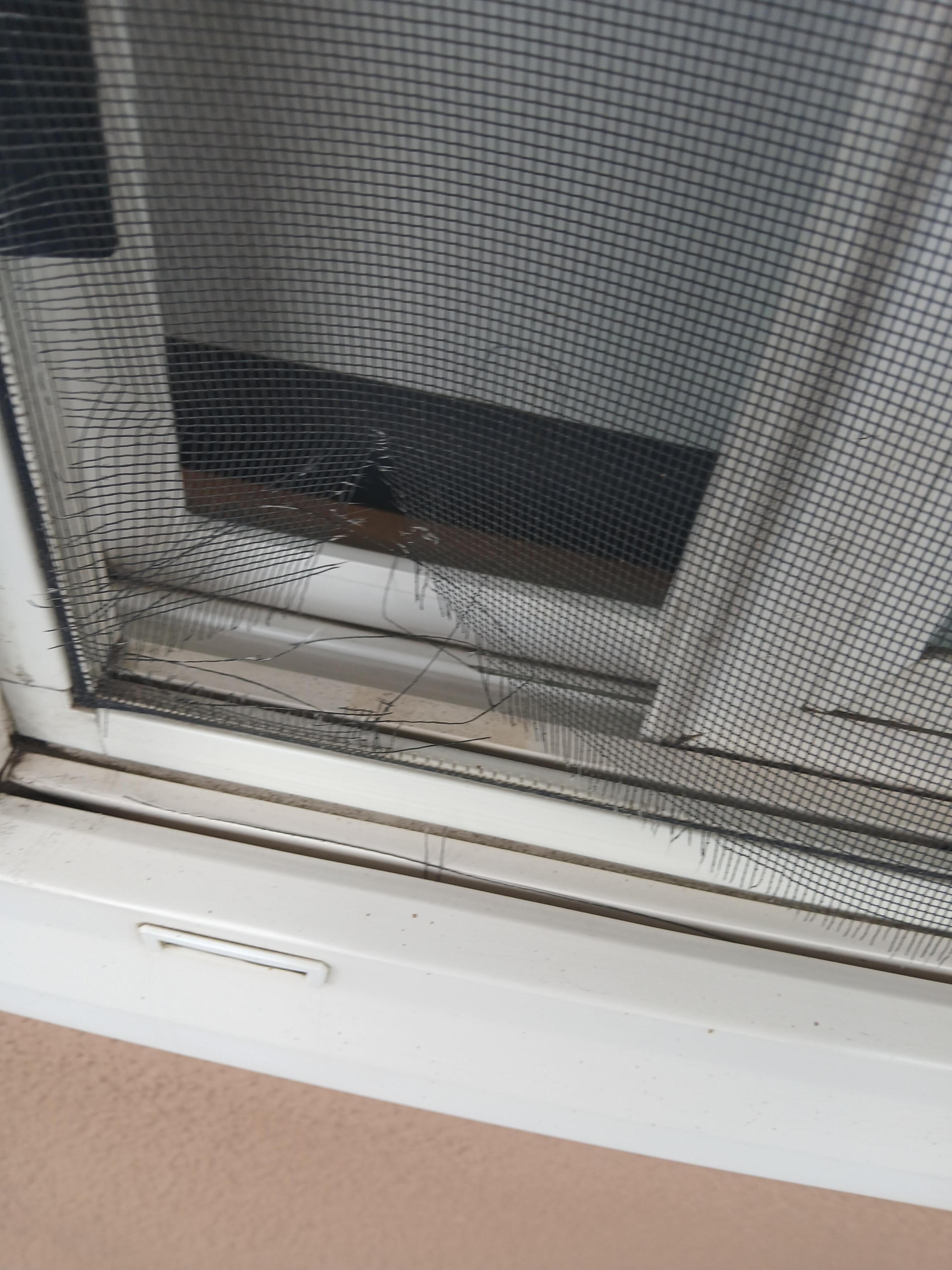 Torn window screen 