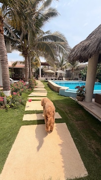 Mi perro disfruto mucho