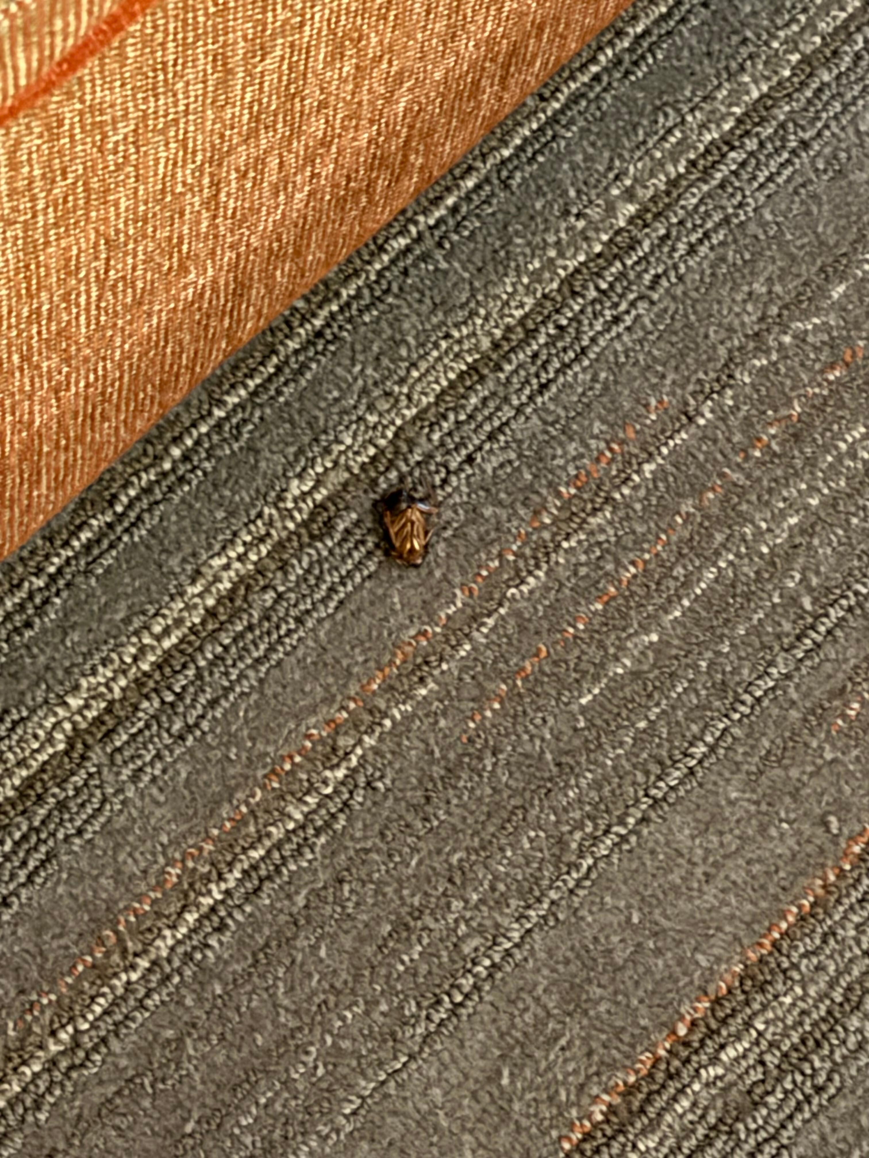The “beetle” the manager came and picked up