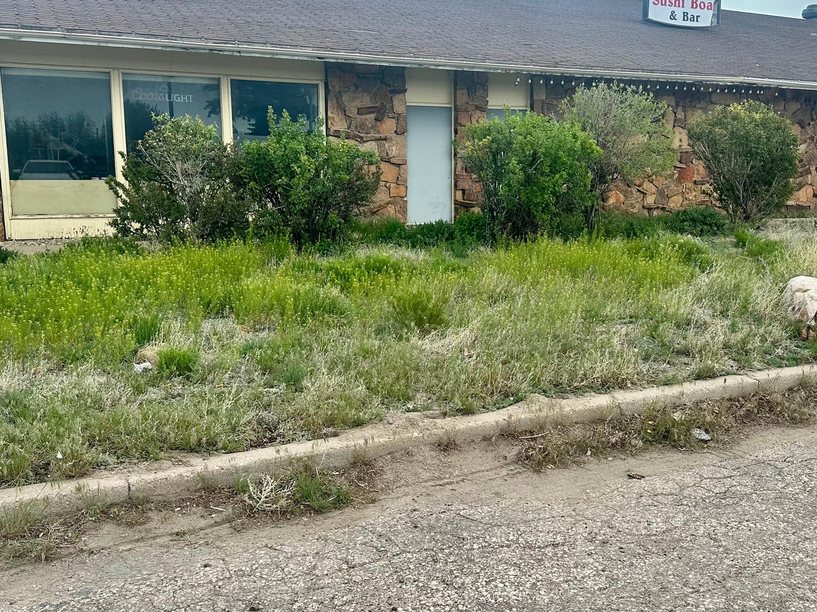 Weeds everywhere 
