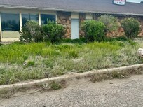 Weeds everywhere