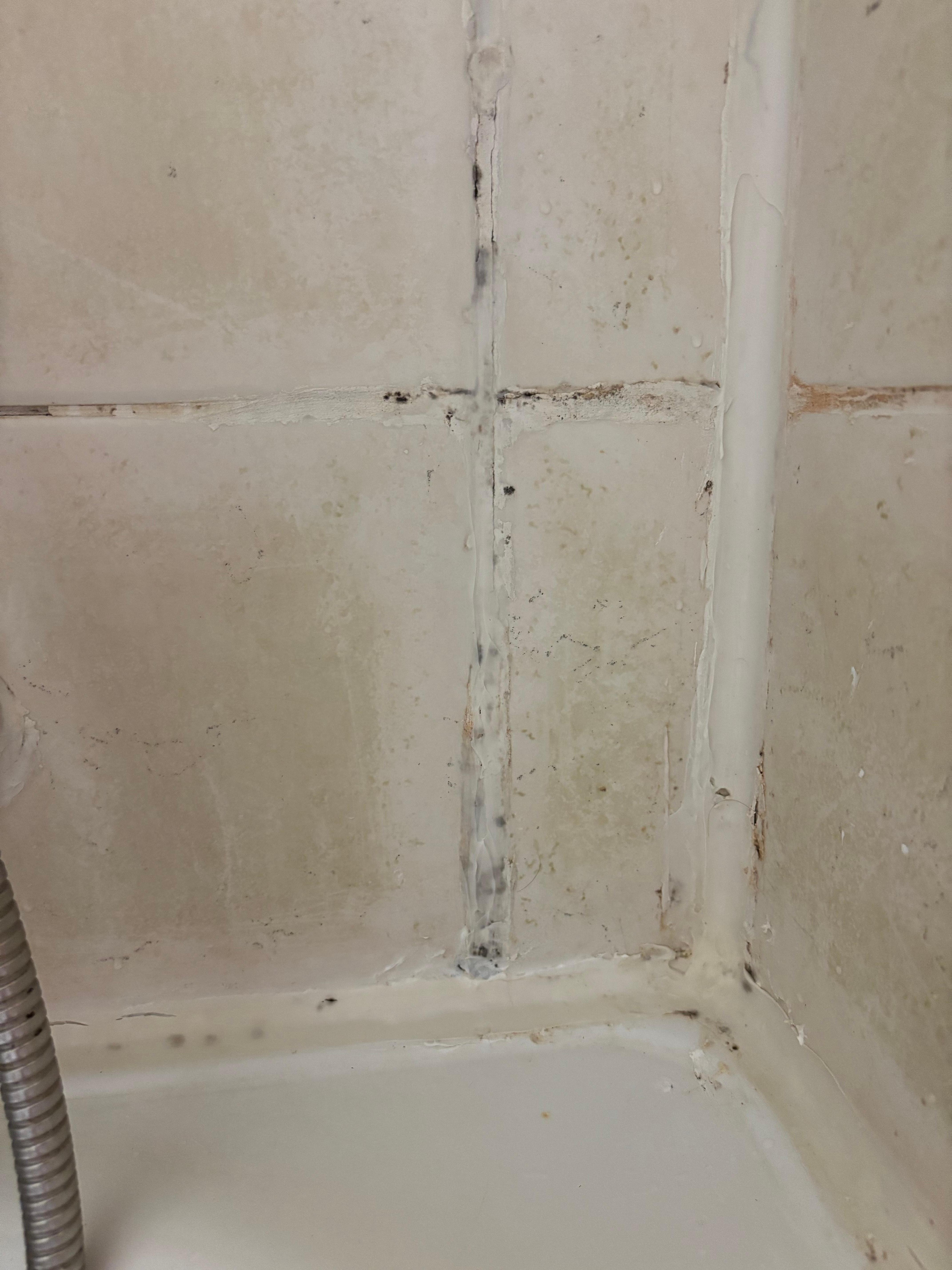 Bathroom mould