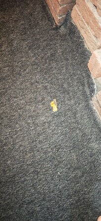 Food left