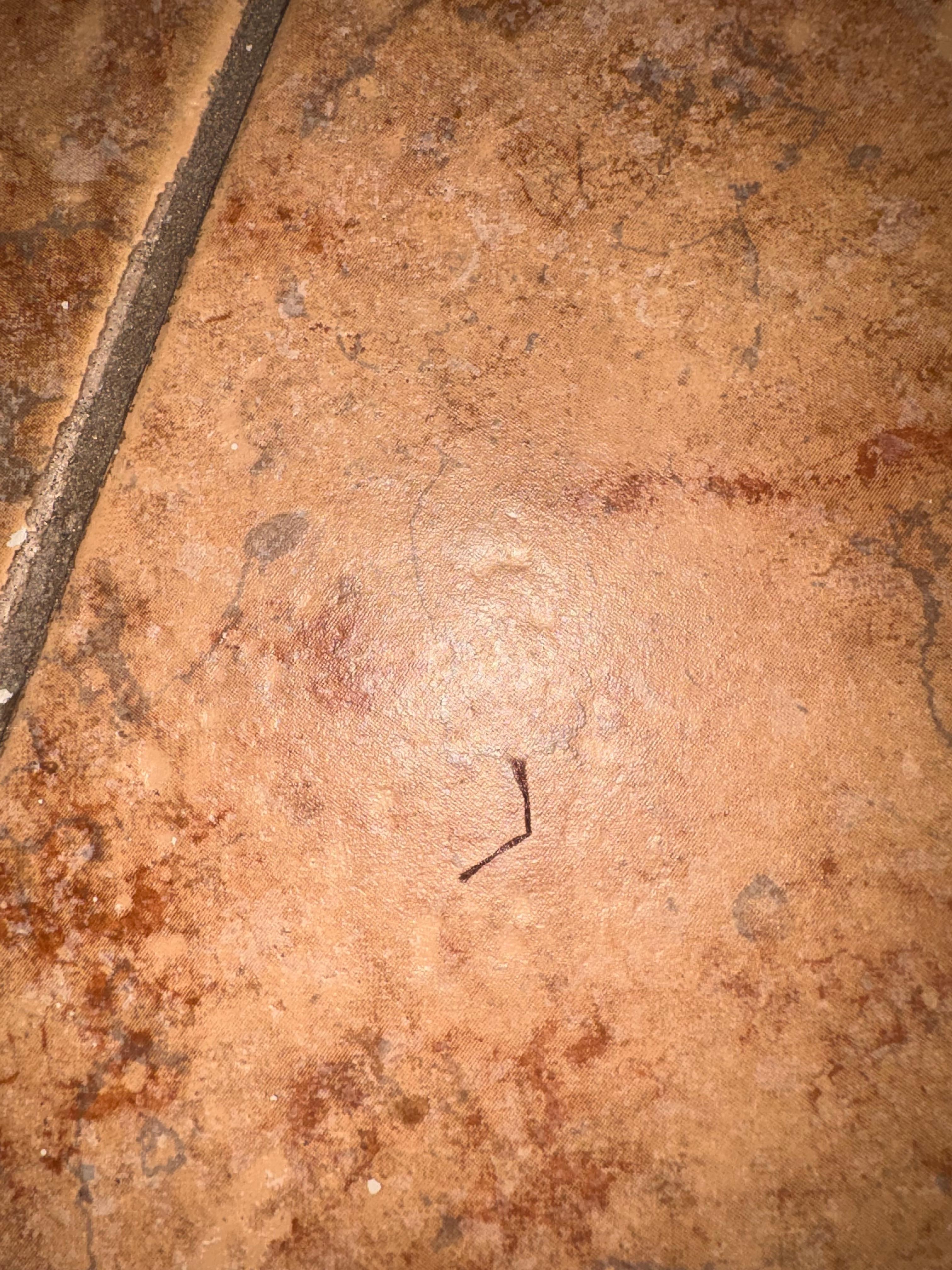 That was in the bathroom. I think it’s from an animal disgusting