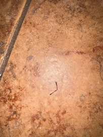 That was in the bathroom. I think it’s from an animal disgusting