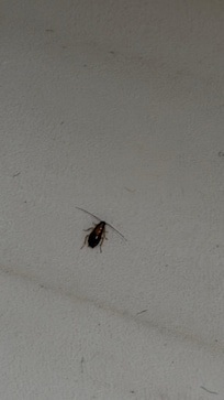 A little cockroach came out from the edge of the bathtub.