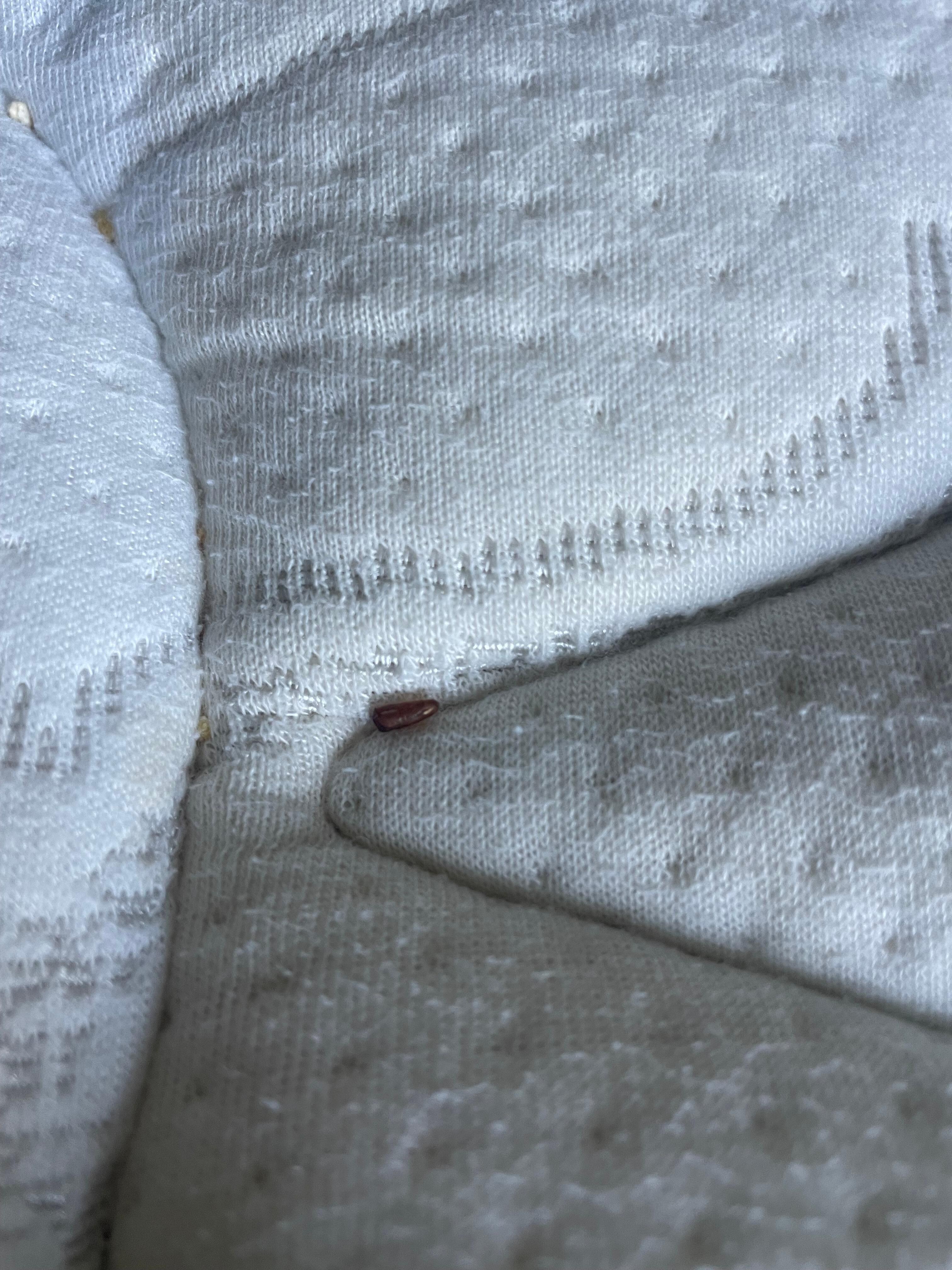 Bug on matress