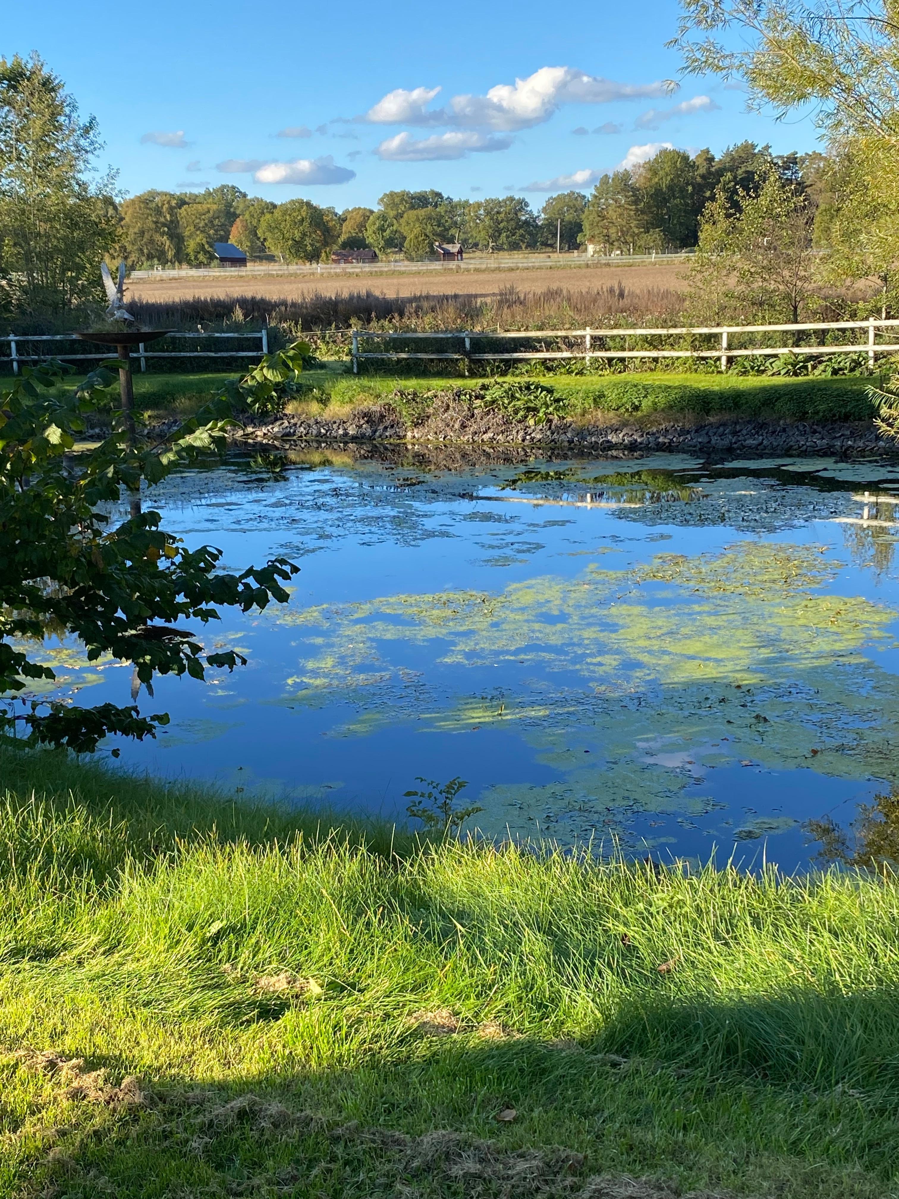 Damm i trädgården.