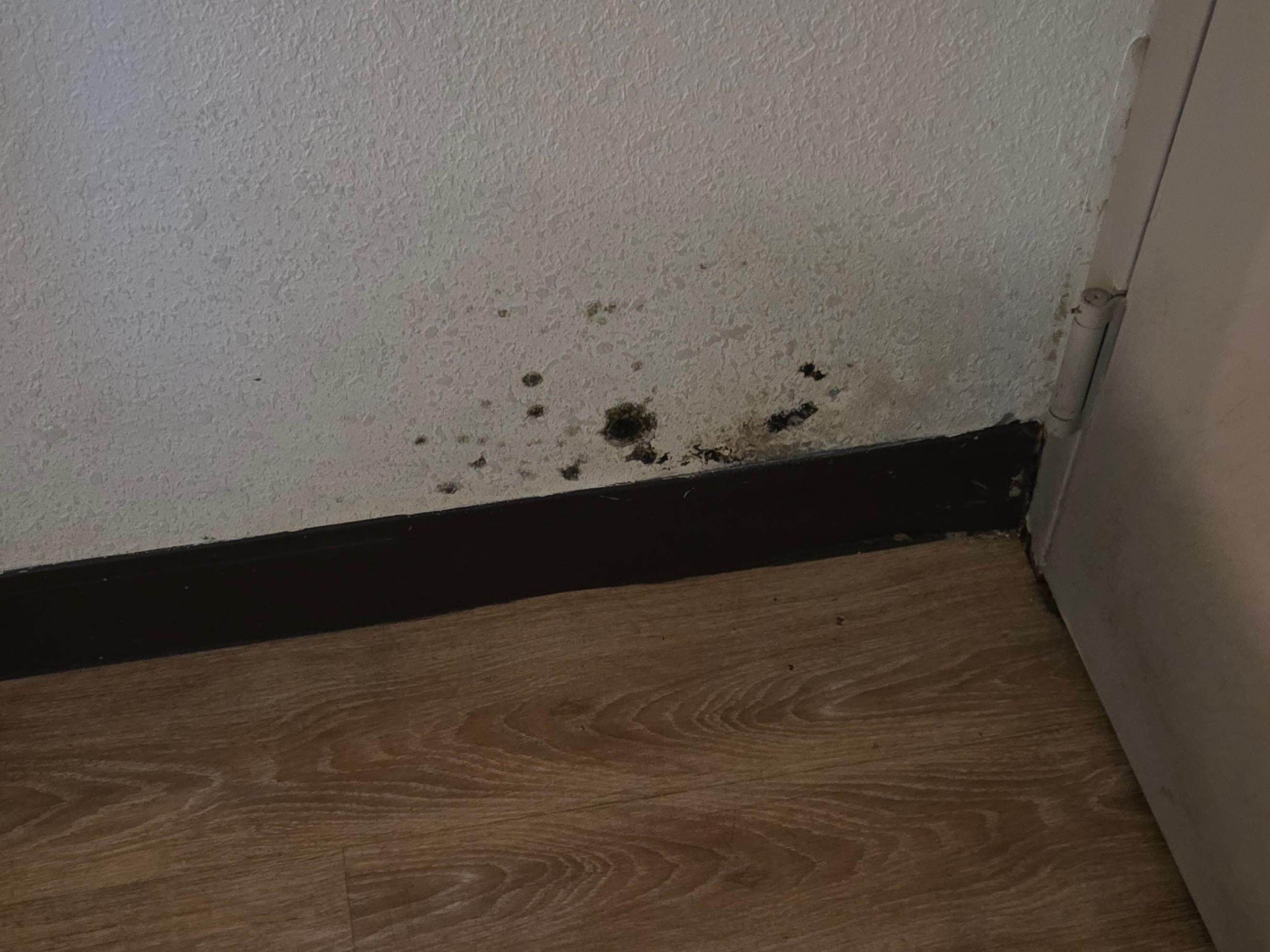 Mold