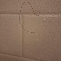 Black hair stuck to shower tiles