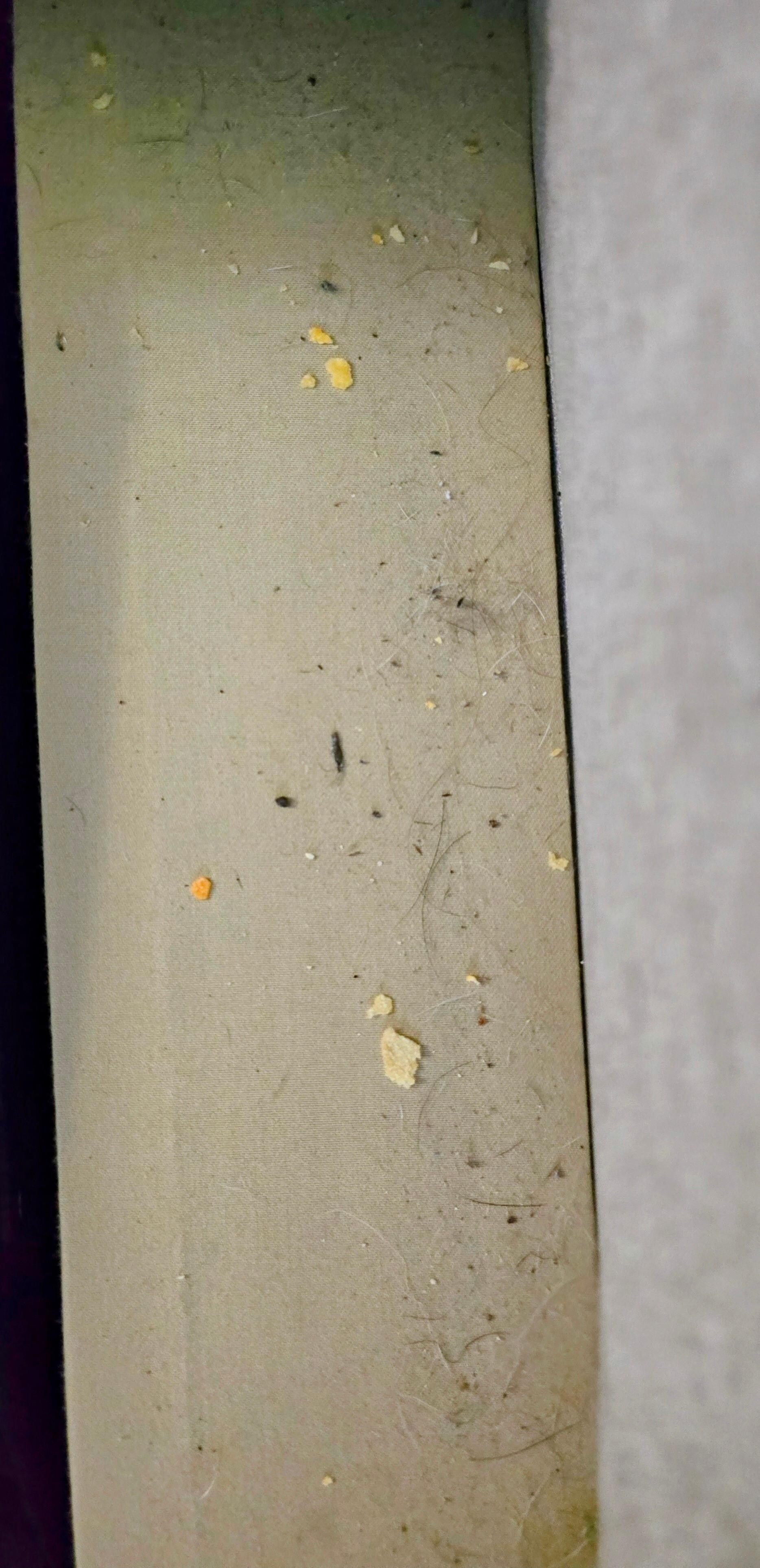 Hair, chips and food crumbs inside hideabed