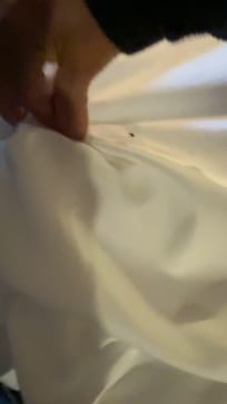 Bed Bugs