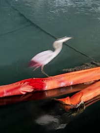 A clever seabird hunts fry like a pro