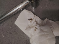 Here's a picture of the roach.