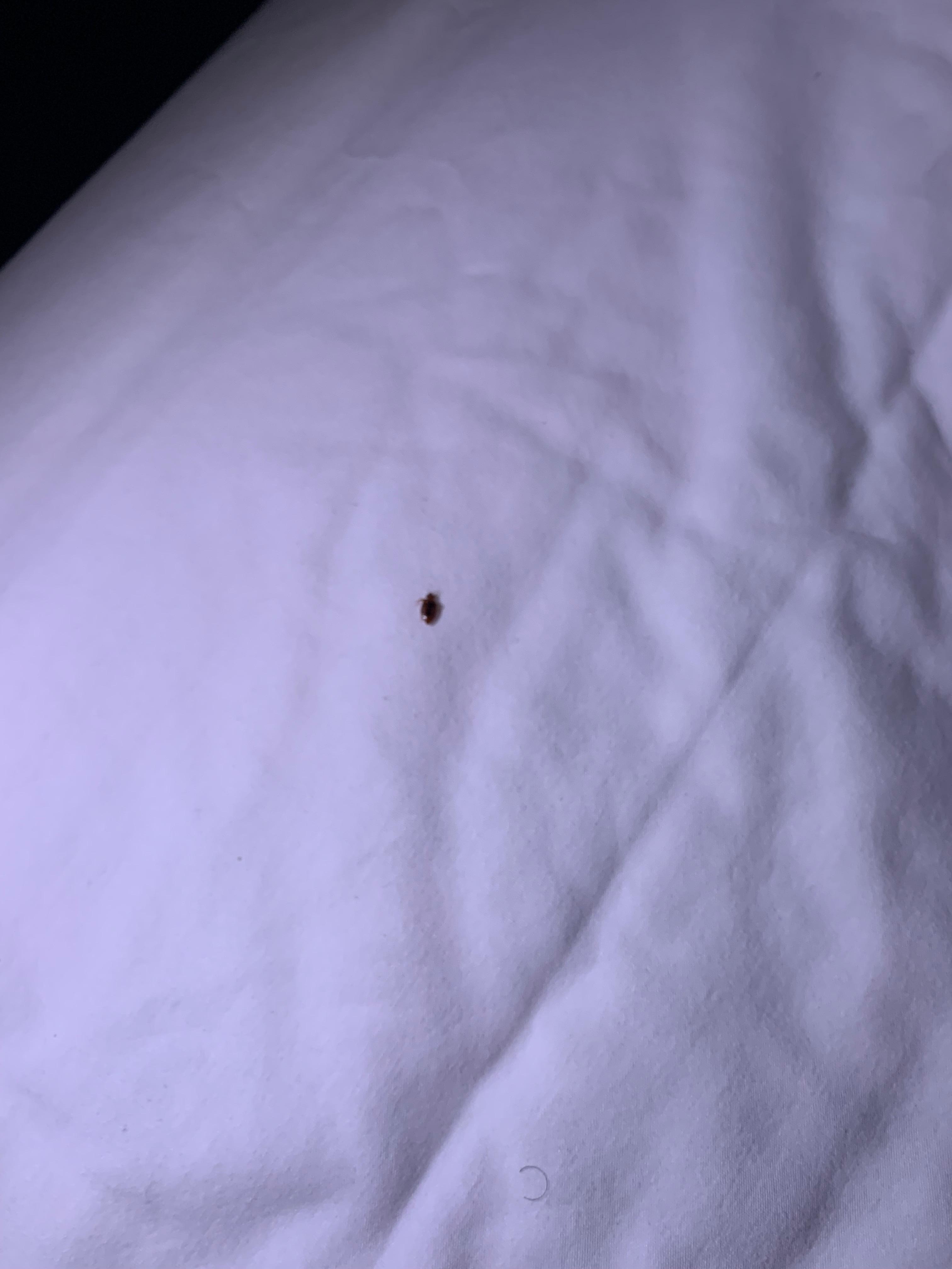 The live baby roach I found in my daughter’s bed