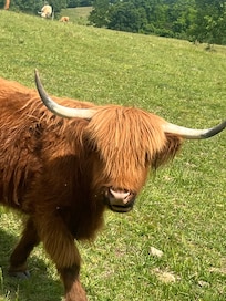 One of the beautiful cattle