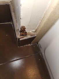 Rotted hole in the bathroom wall, tile falling off