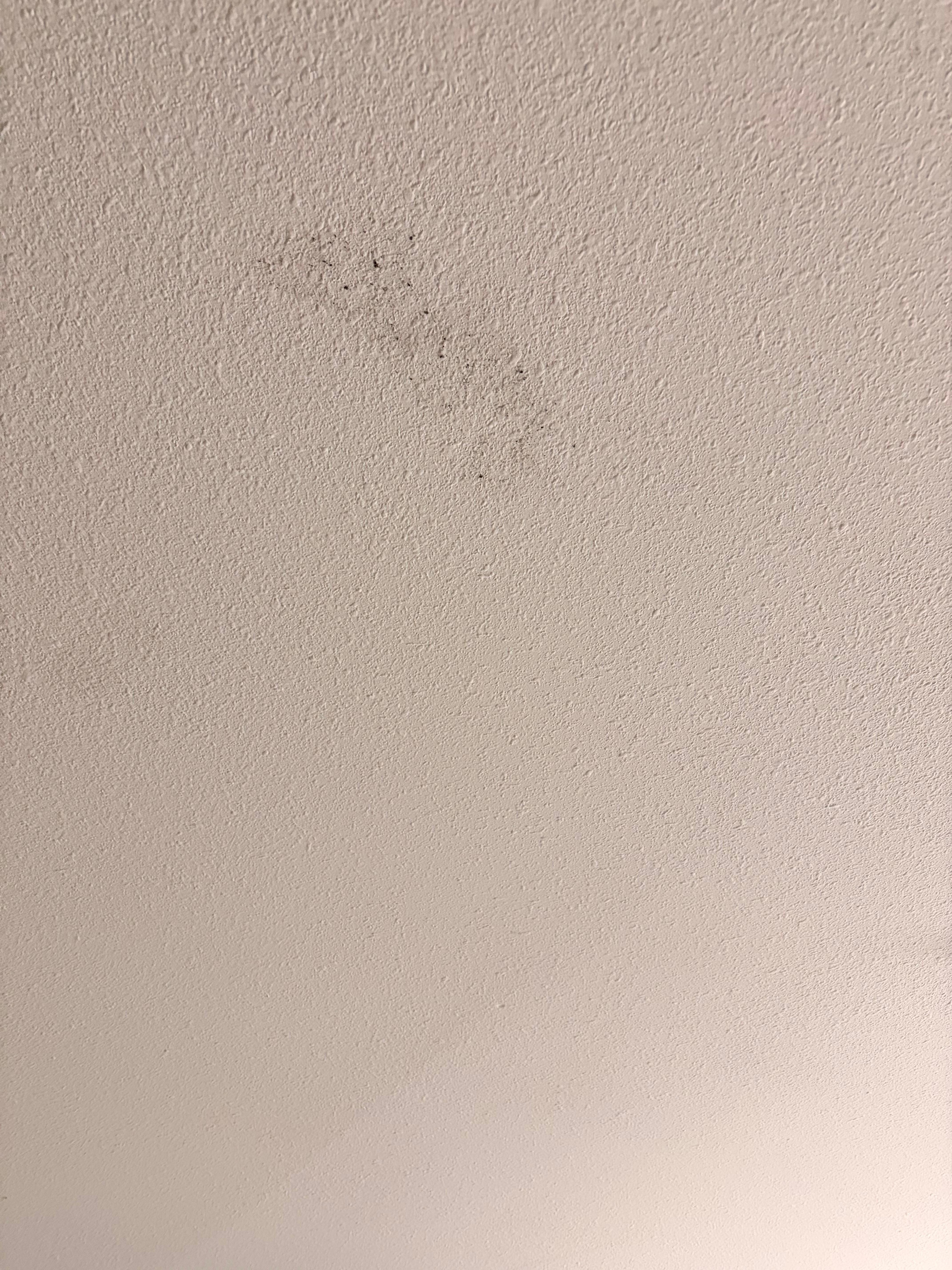 Ceiling stain/water leak? Mold? Not sure…