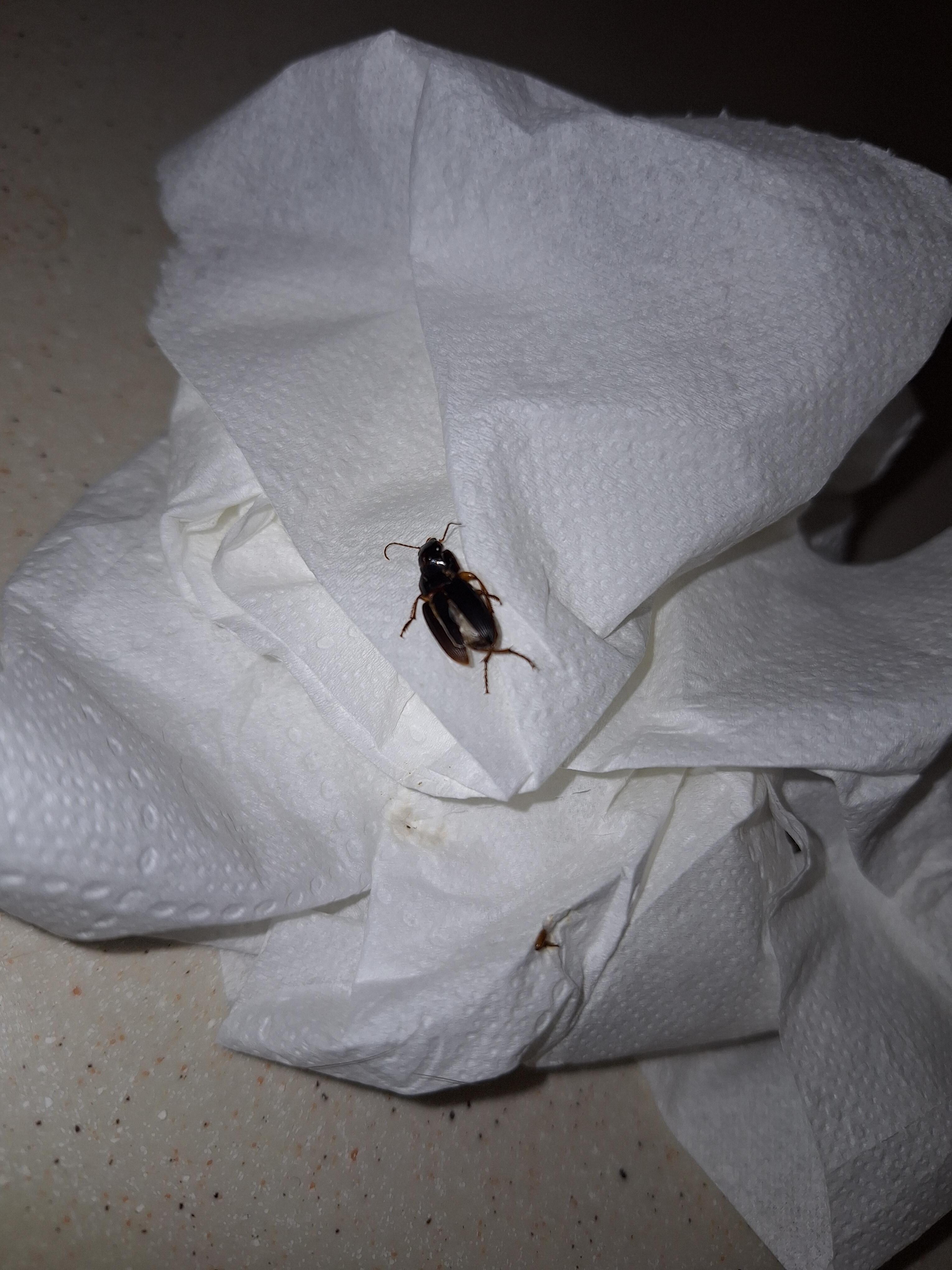 A bug possibly a roach that was on the bathroom in the middle of the night