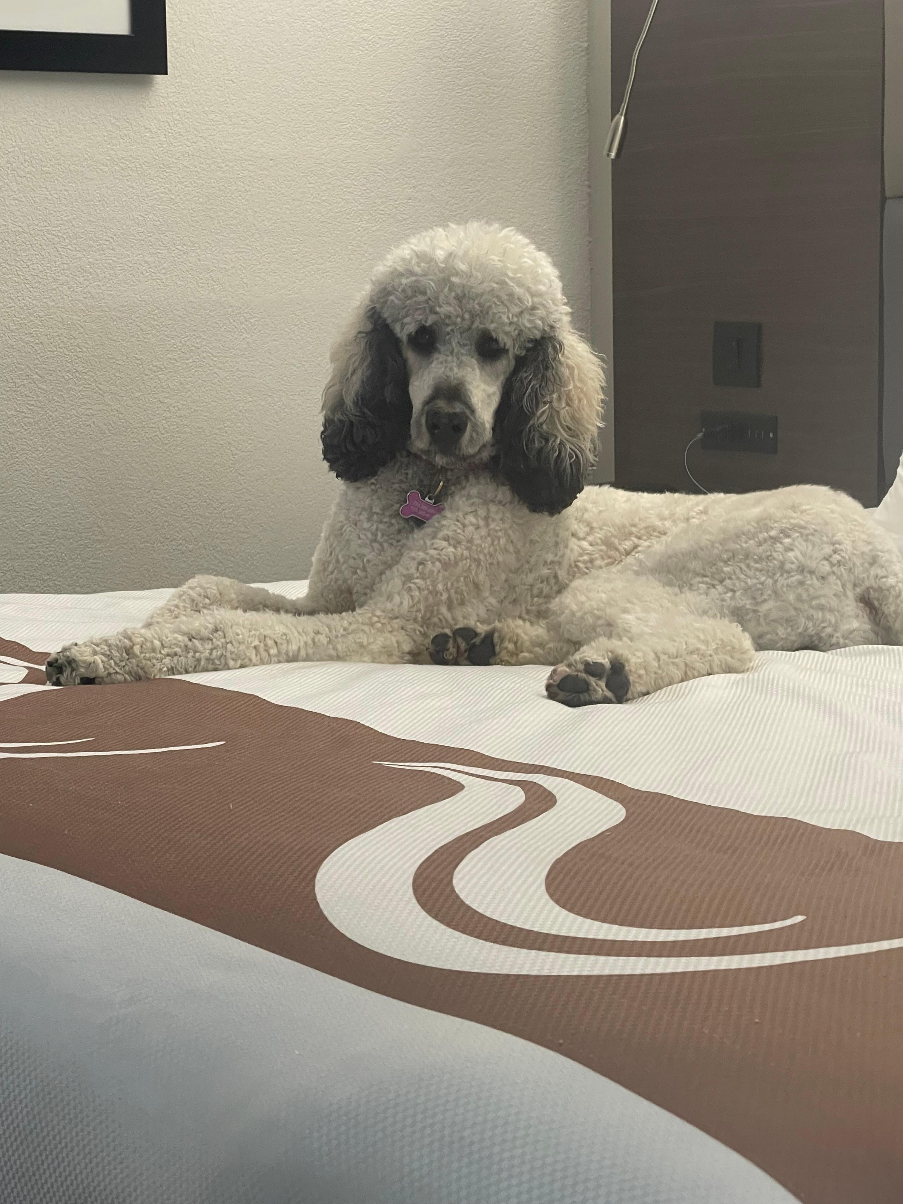Our standard poodle, Coco, enjoying her stay at a pet friendly hotel. 