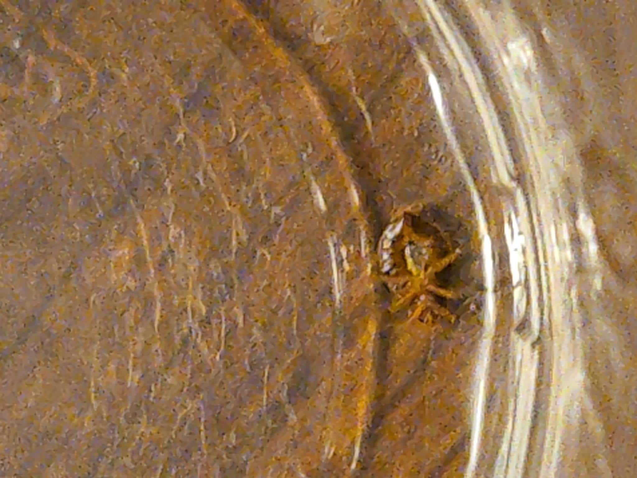 They have bed bugs!!!!