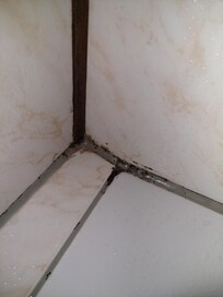 Mold