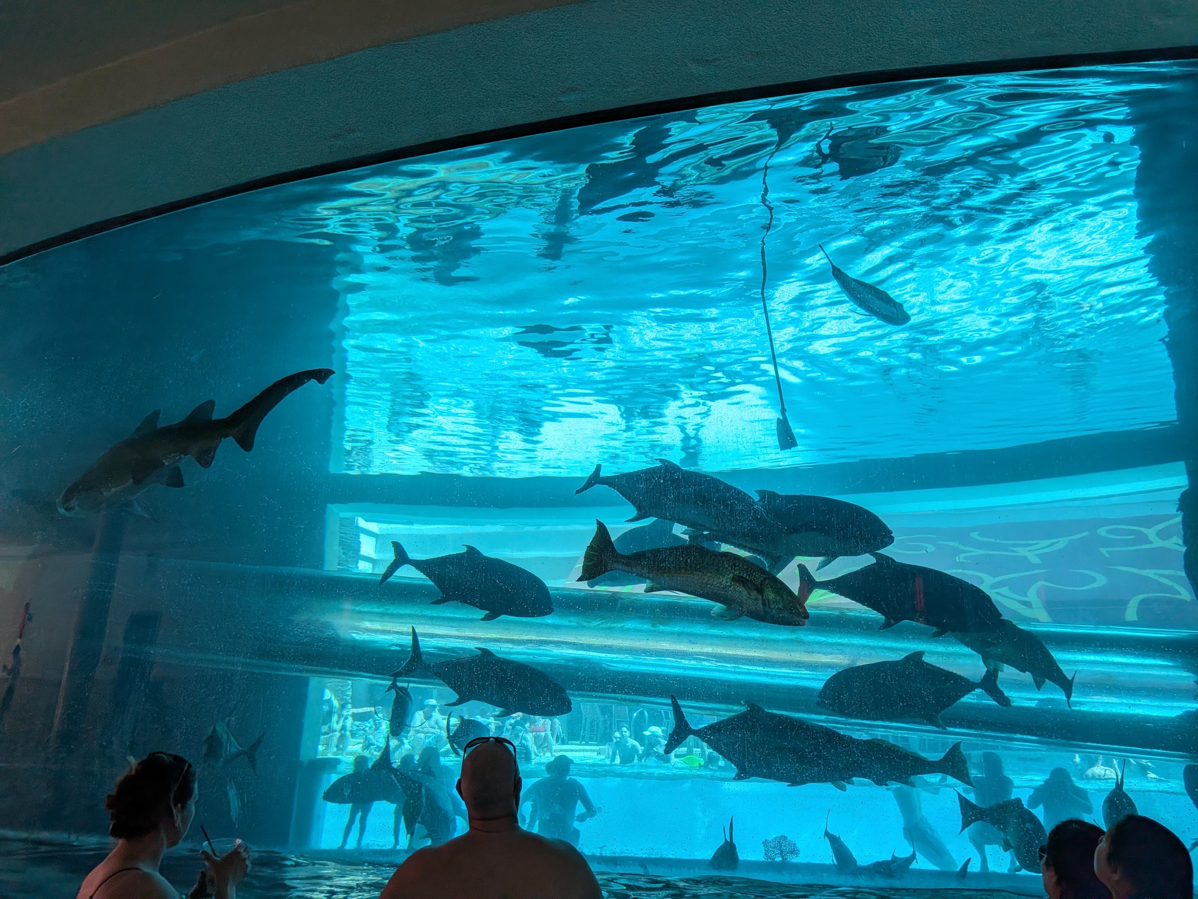 Shark tank view from the pool.