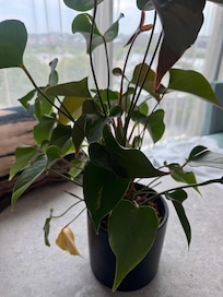 Withered pot of plant in my room. Asians like us who patronise the Casino sees this as bad omen!!!!