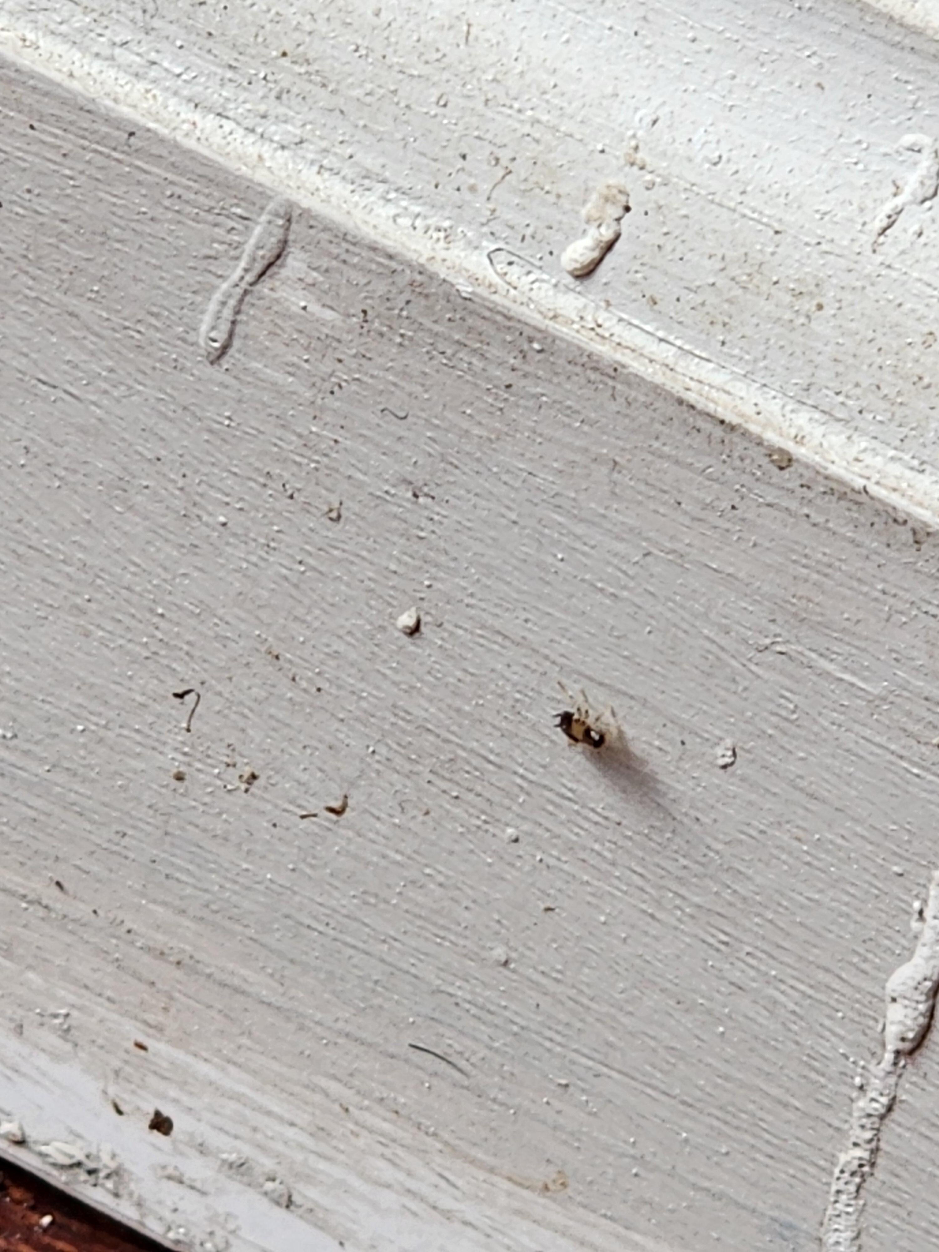 Roaches on the baseboard