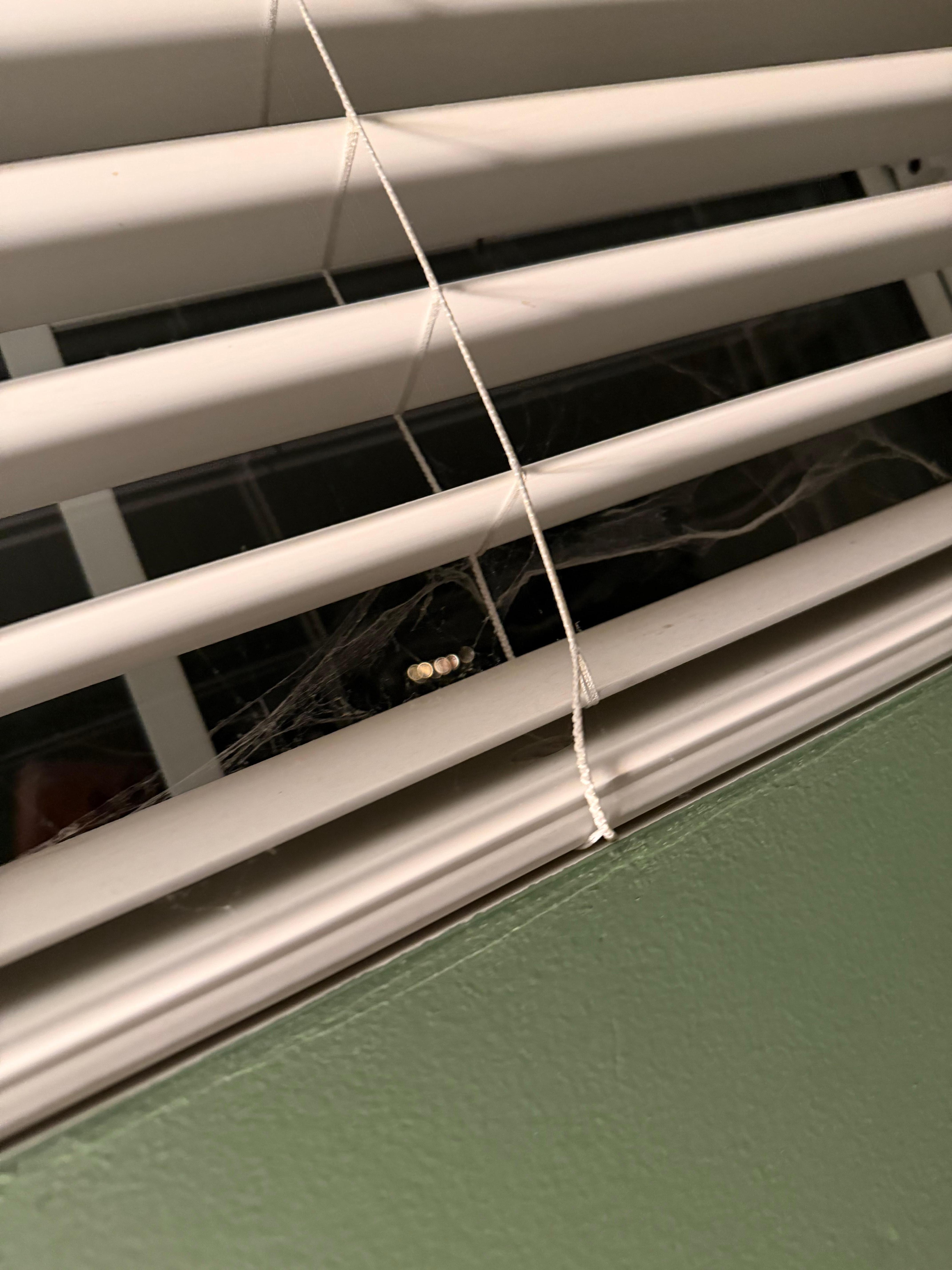 Lots of spider webs. 