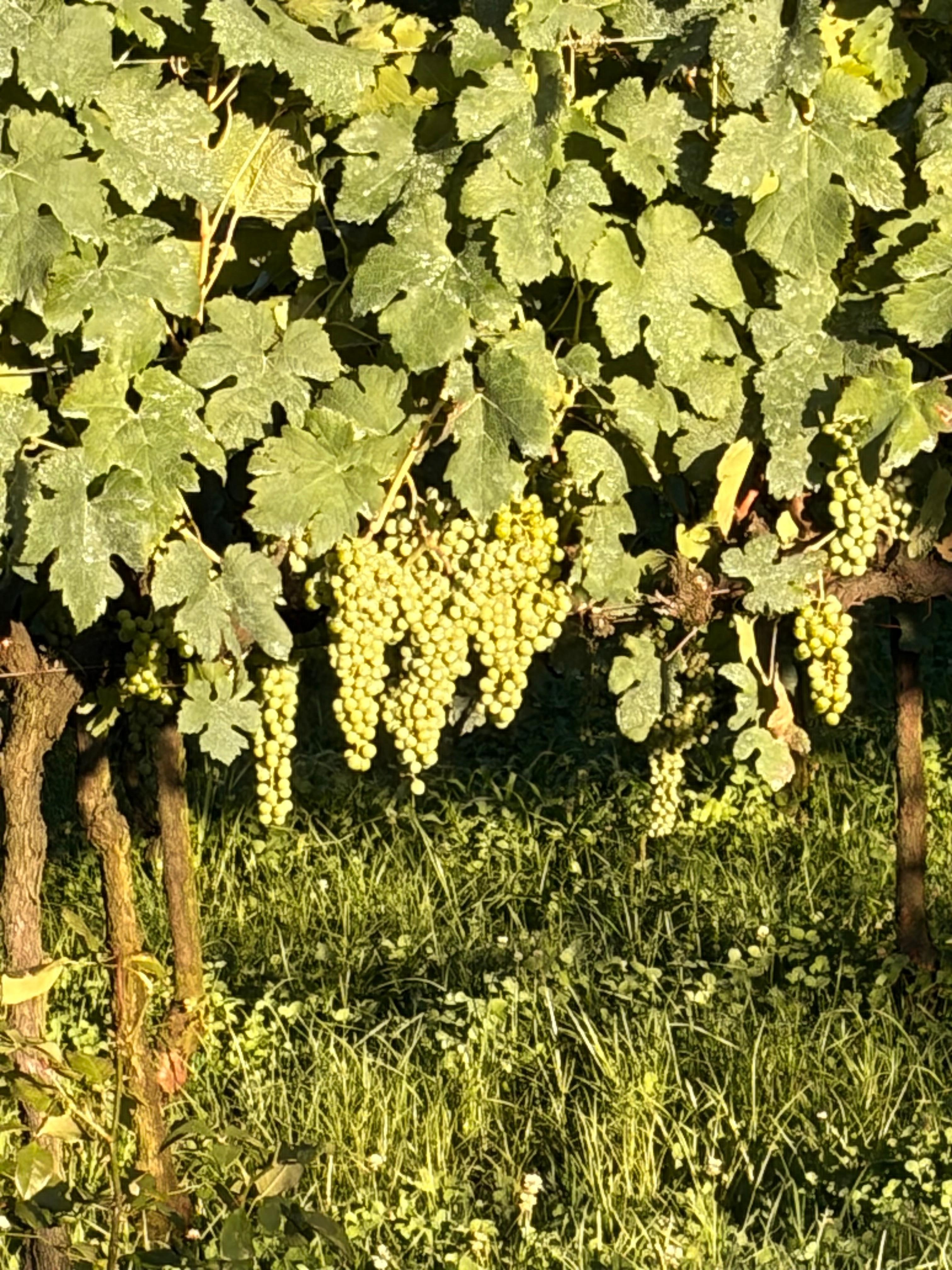 Parreiras da propriedade