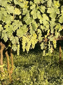 Parreiras da propriedade