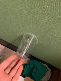 Spider on the wall in a cup (there were 4 of these)