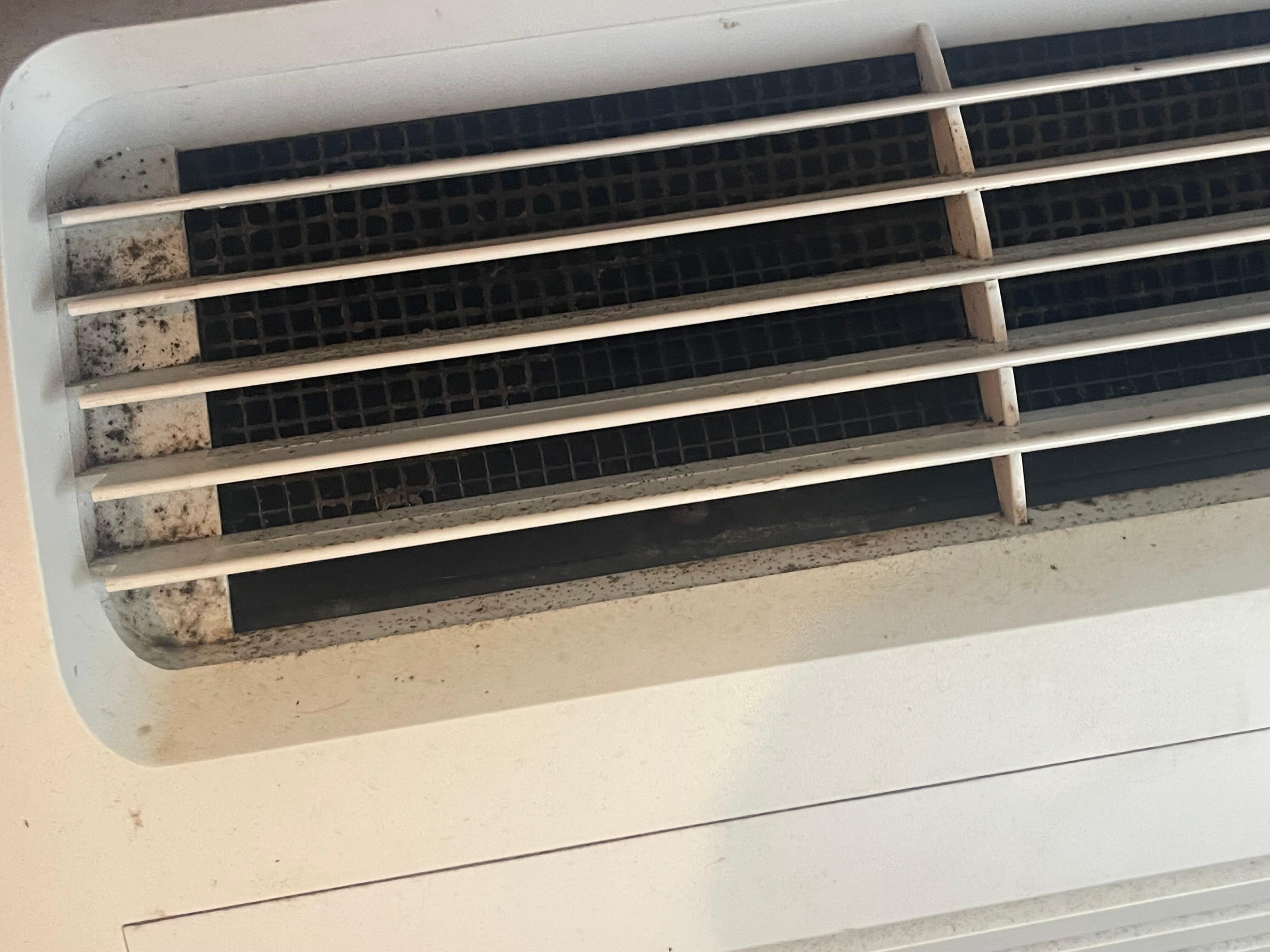 Black mold