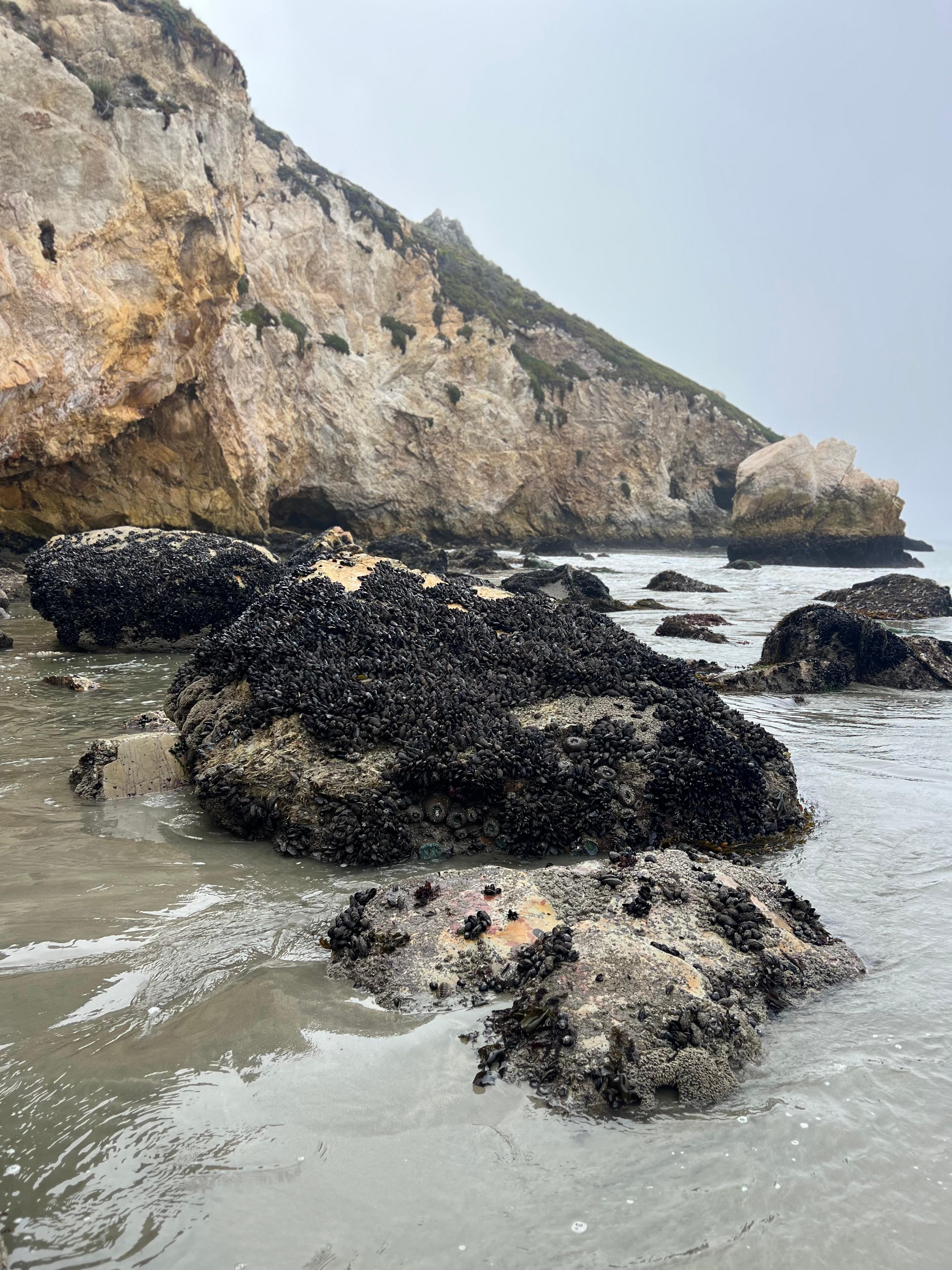 Tide pools 