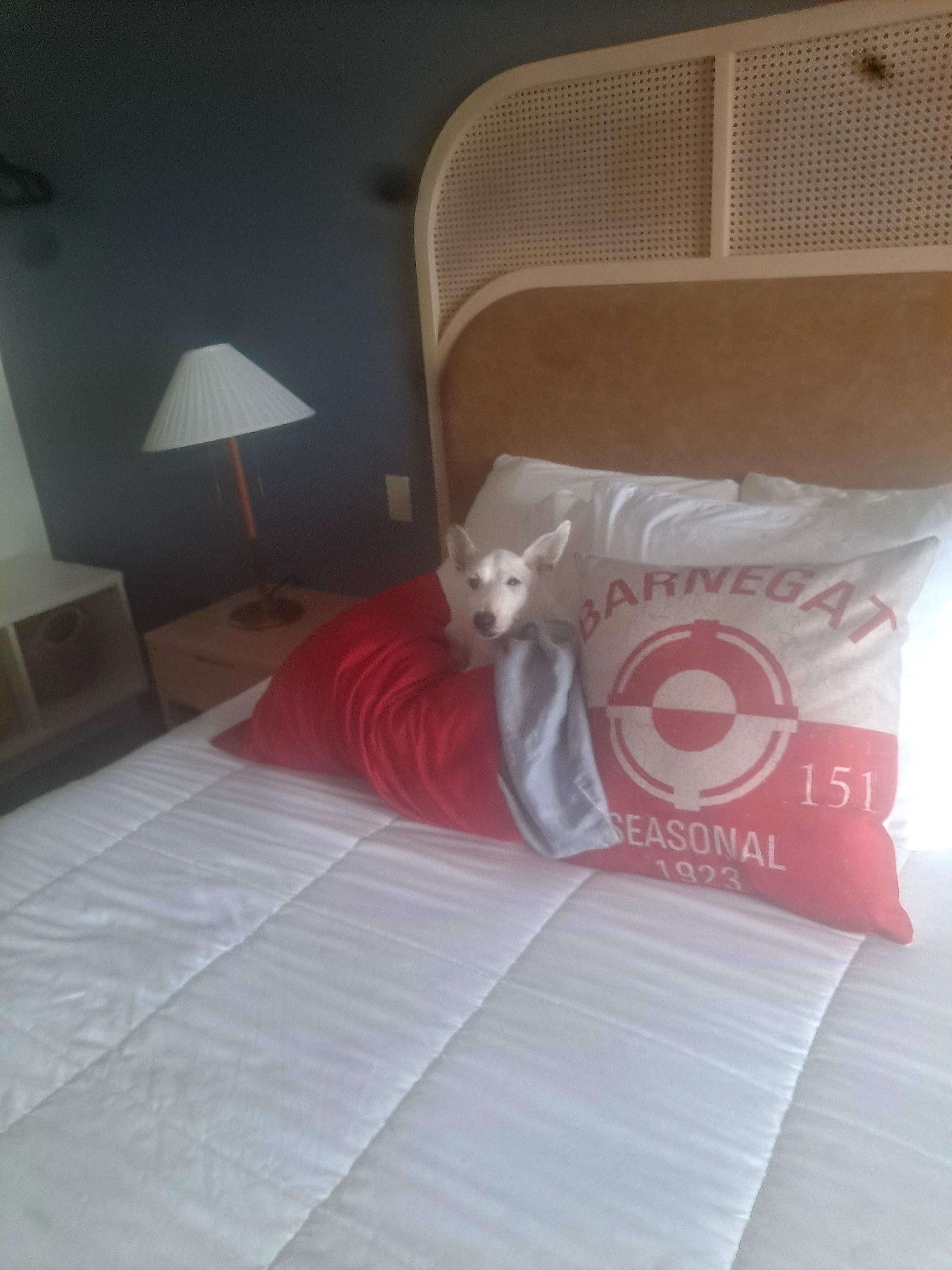 They are pet friendly and my dog was taking advantage of it ... we had a wonderful time .