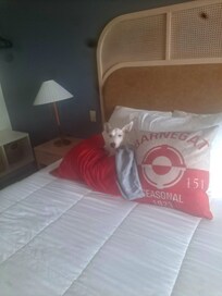 They are pet friendly and my dog was taking advantage of it ... we had a wonderful time .