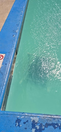 Tiles on side of pool falling off. Health and safety issue. Sharp objects for young children. Cloudy pool, poor sanitation.
