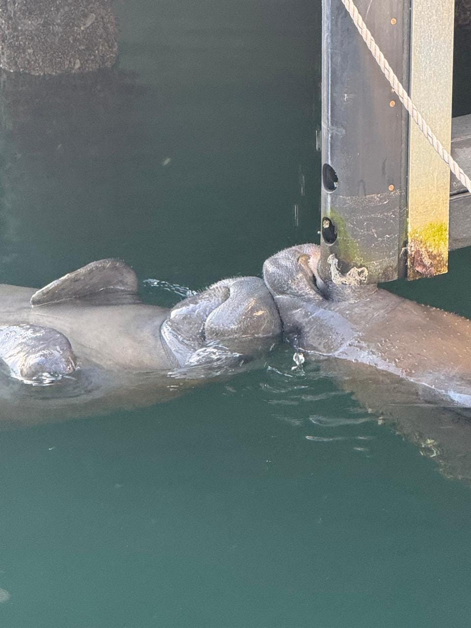 Casal de peixes bois no barco ao lado. Esse casal estava a menos de três metros do local onde eu estava.