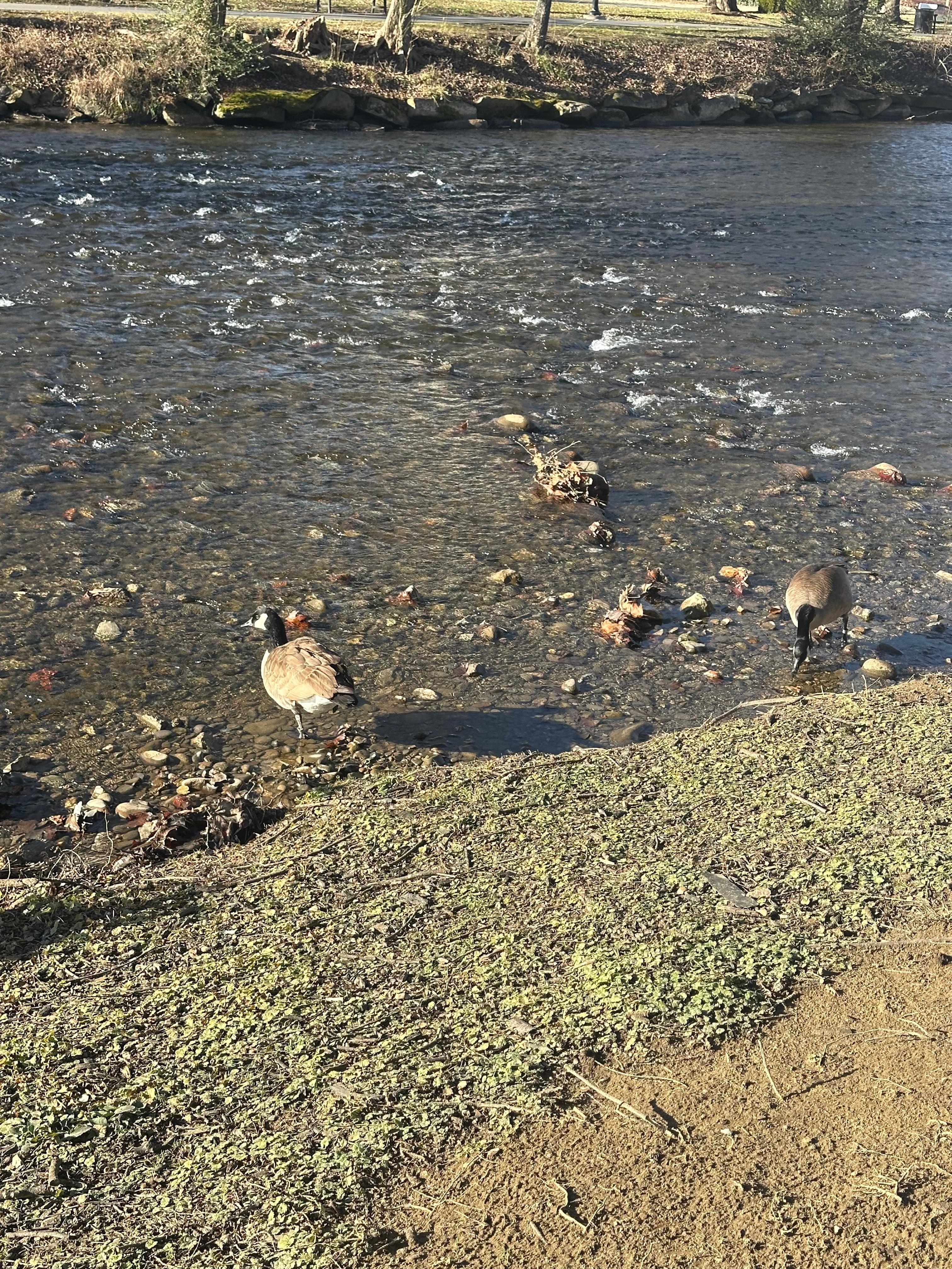 River behind the Inn