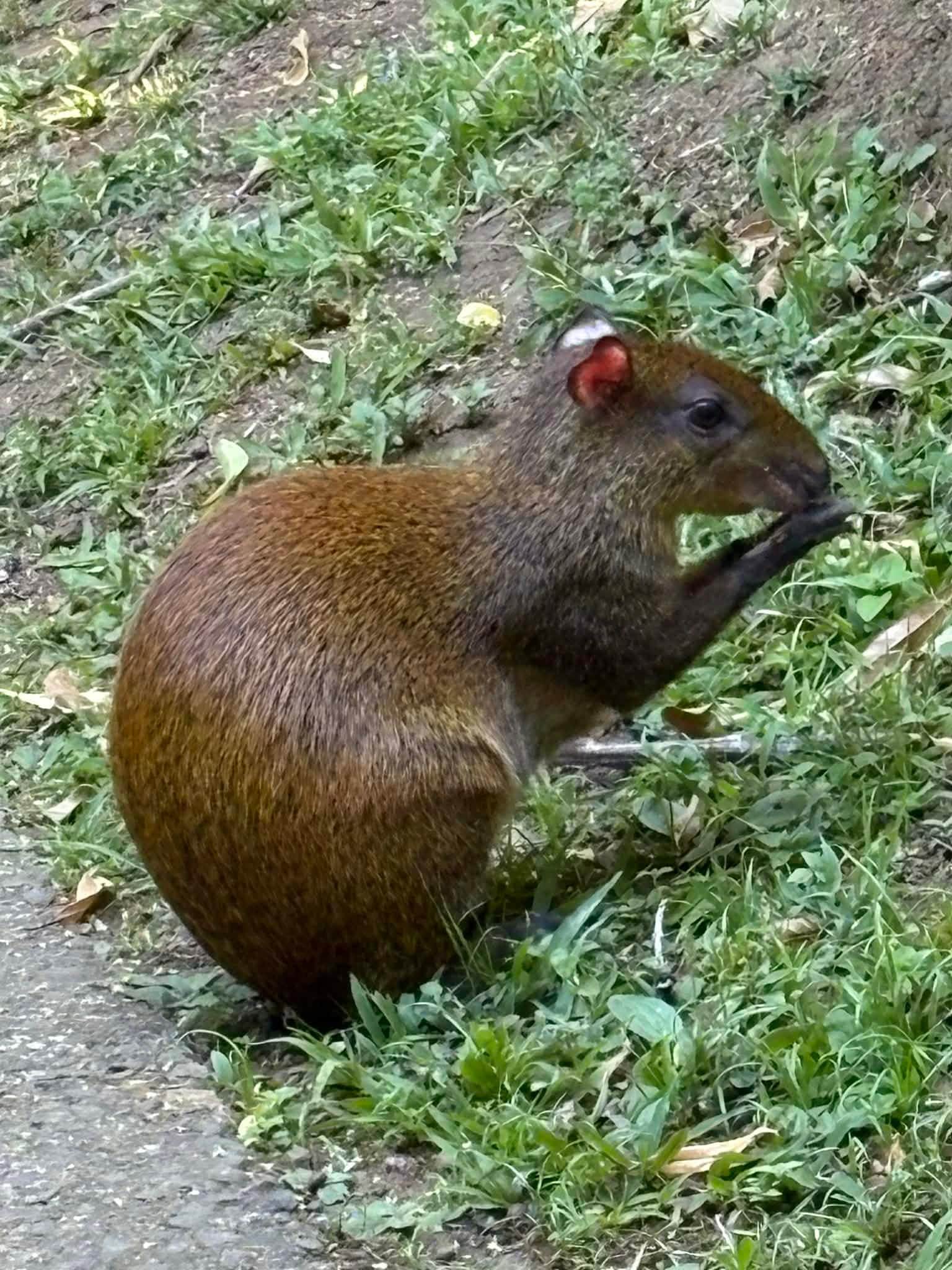 Agouti dans la cours