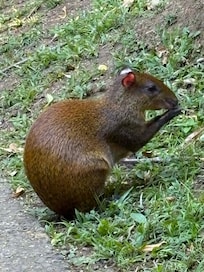 Agouti dans la cours