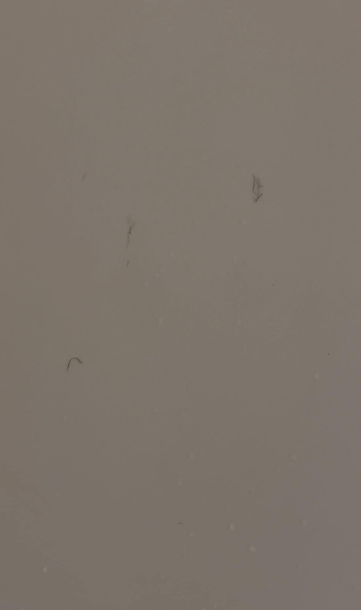 Hair left in shower from someone shaving 