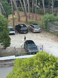 Stray dog running wild and peeing up cars