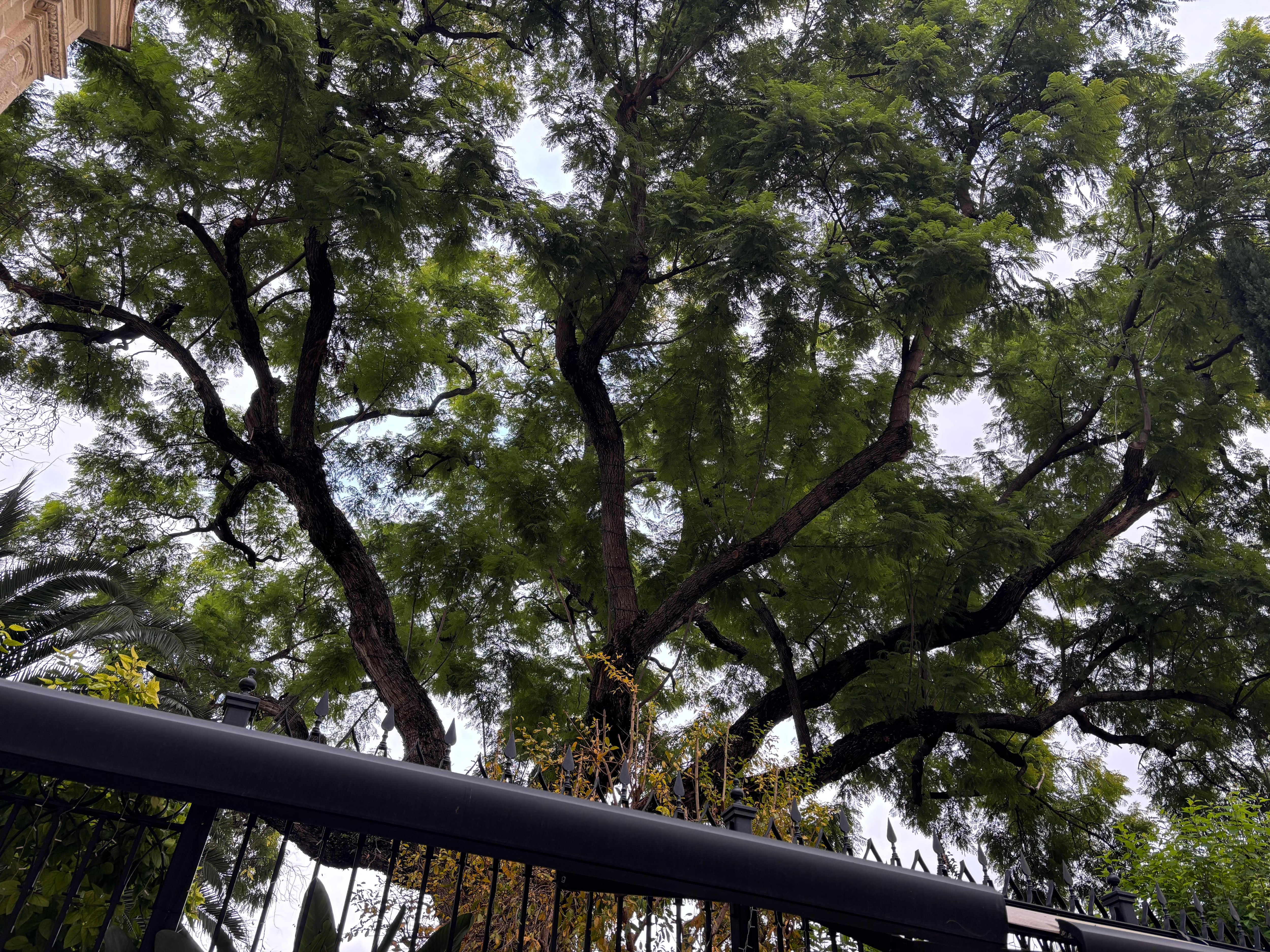 Jacarandá imenso no jardim 