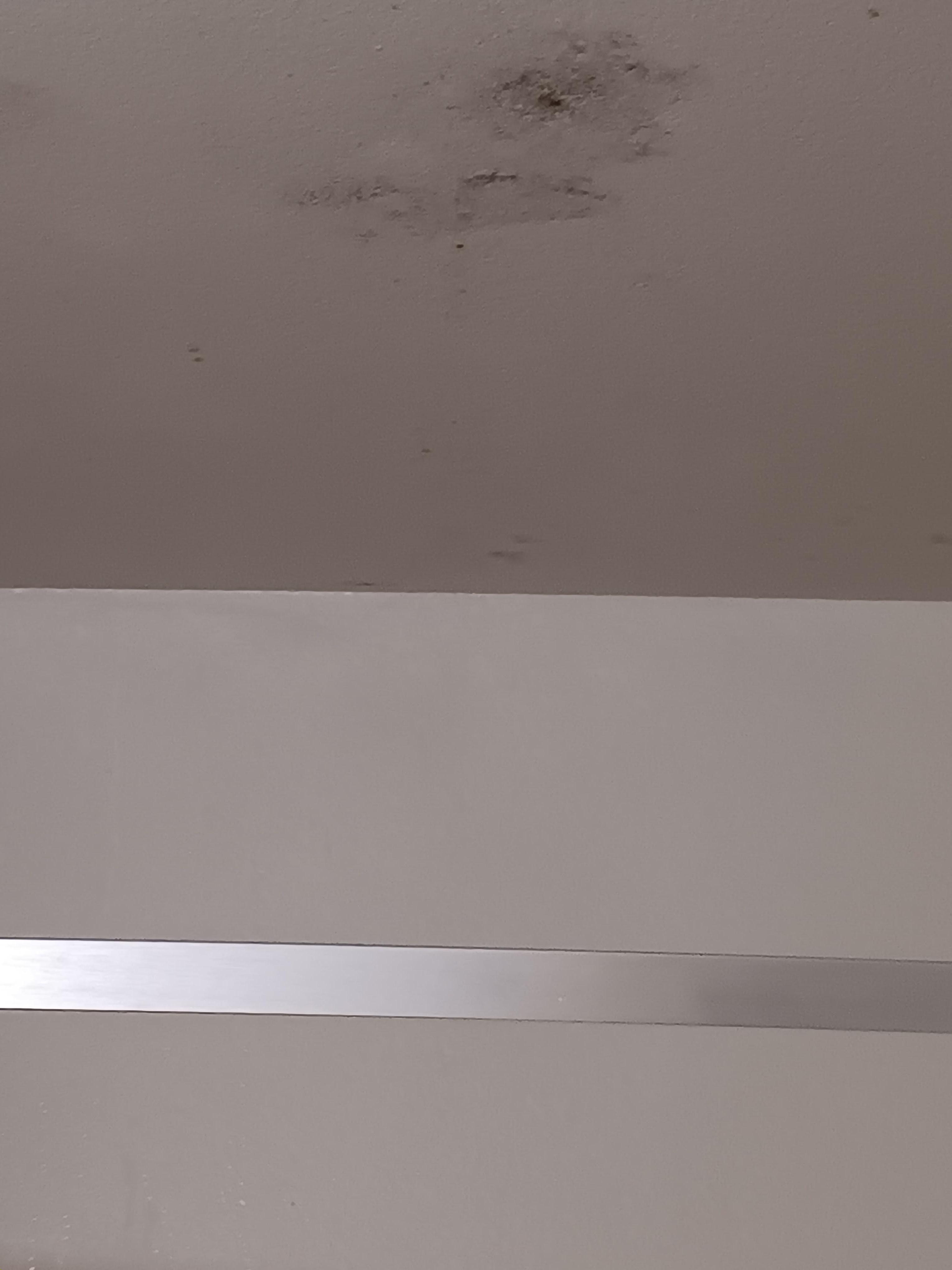 mold on the ceiling