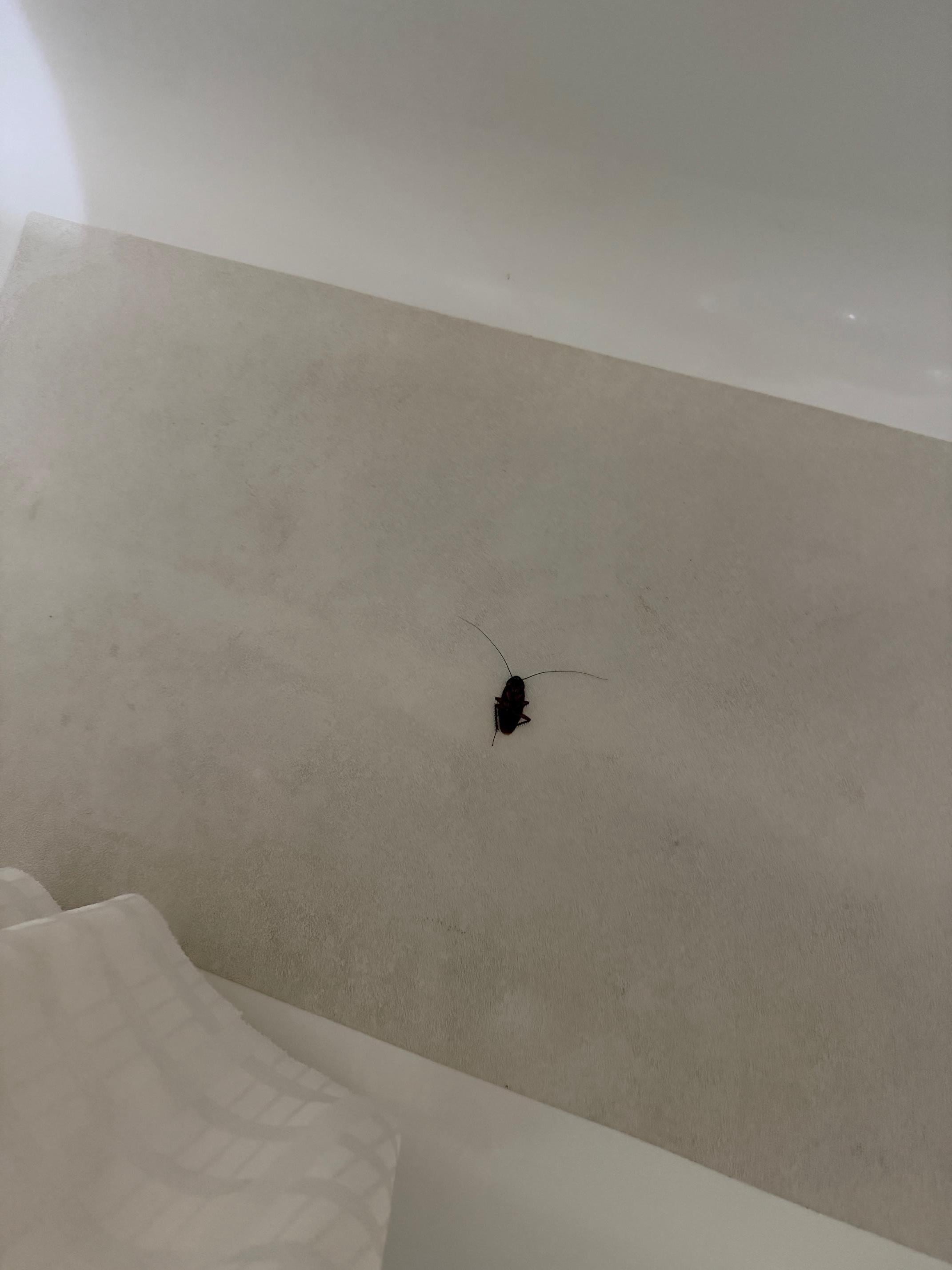 Roach in the tub...tub was dirty as well. Window shade was ripped off of the track. Just a dump. Breakfast was terrible